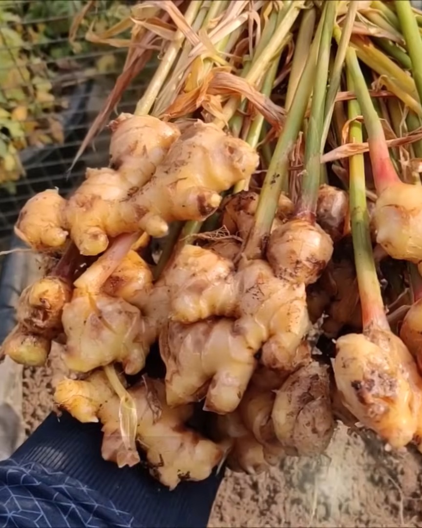Easiest Way to Grow Ginger at Home: Simple Steps from Seed to Harvest ...