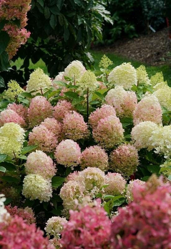 Fall Pruning Hydrangeas Should You Prune Hydrangeas In The Fall ...